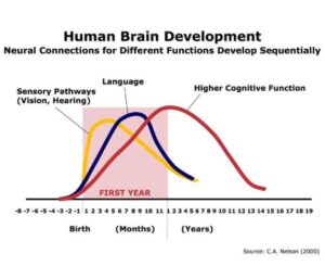 Early childhood and the developing brain - CFEC